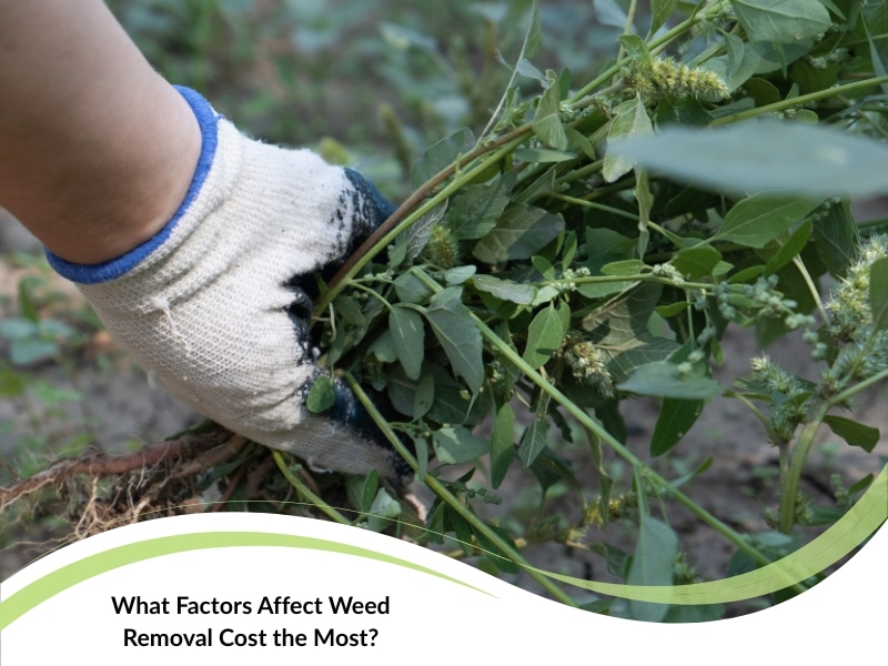Weed Removal Cost: What Affects It Most?